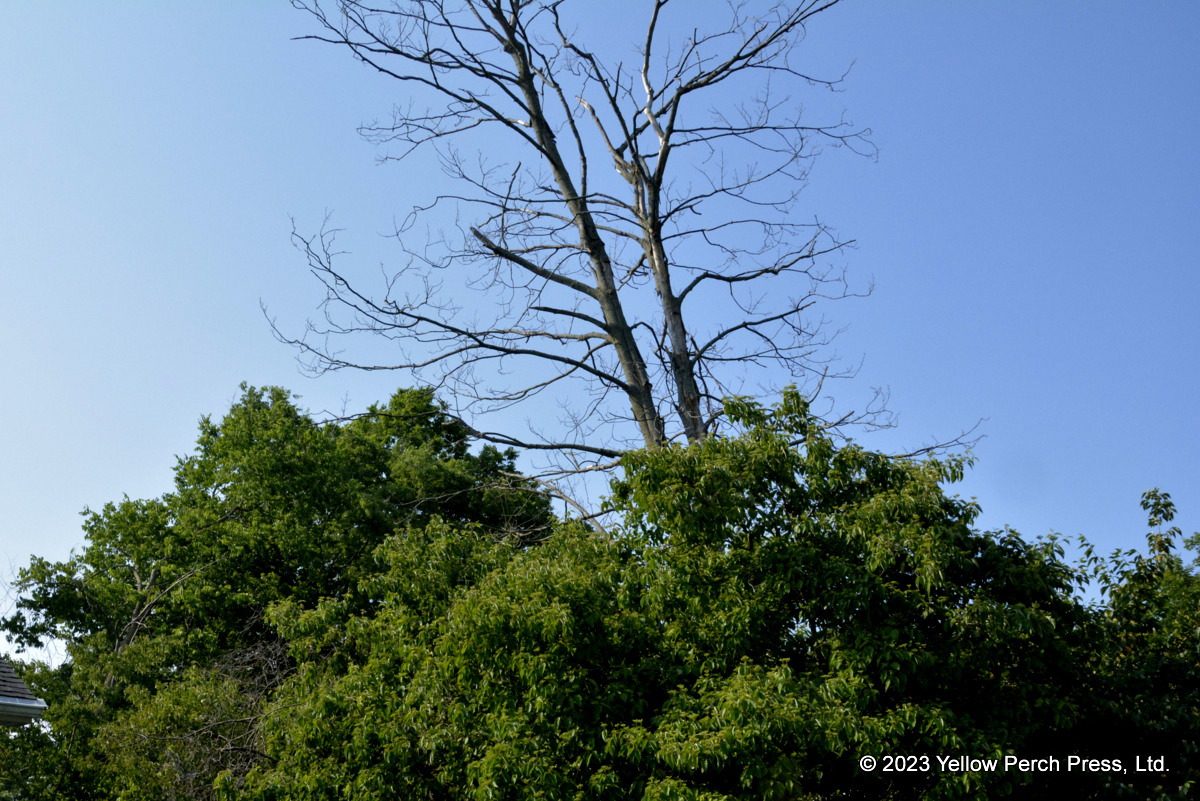 All American Tree Care Comes to Put-in-Bay